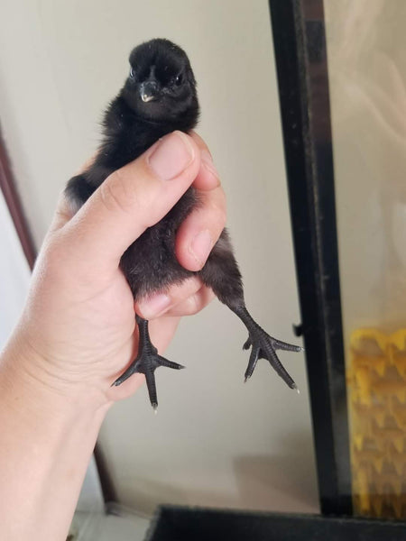 FIBRO EASTER / OLIVE EGGER HATCHING EGGS. CEMANI RAINBOW HYBRIDS ...